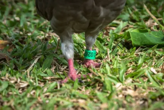 Bird Leg Band Size Chart – SizeChartly