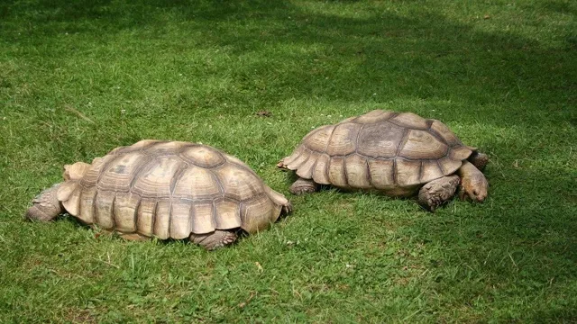 Growth Sulcata Tortoise Size Chart – SizeChartly